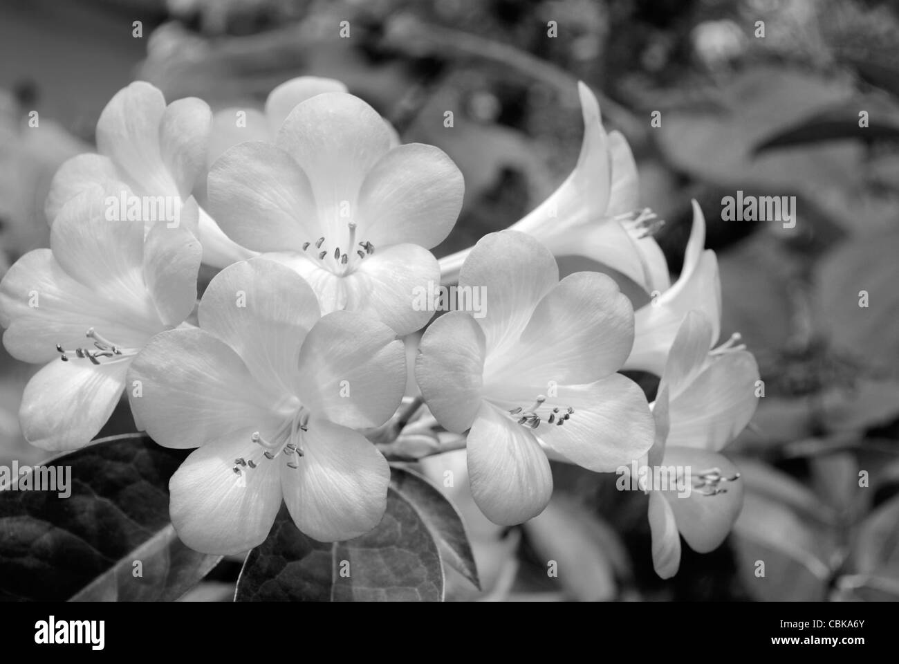 Simbu High Resolution Stock Photography and Images - Alamy