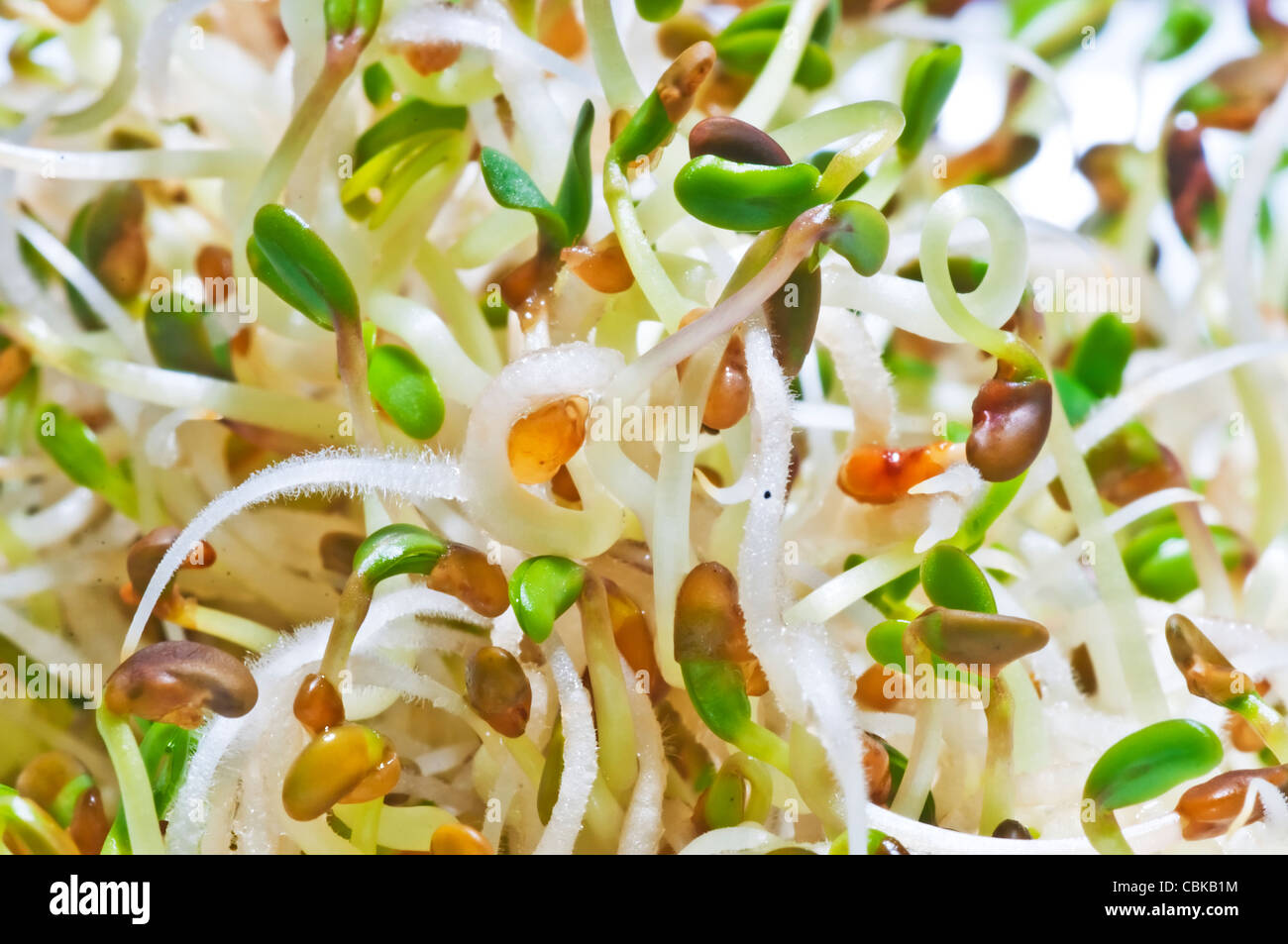 Sprouts germ hi-res stock photography and images - Alamy