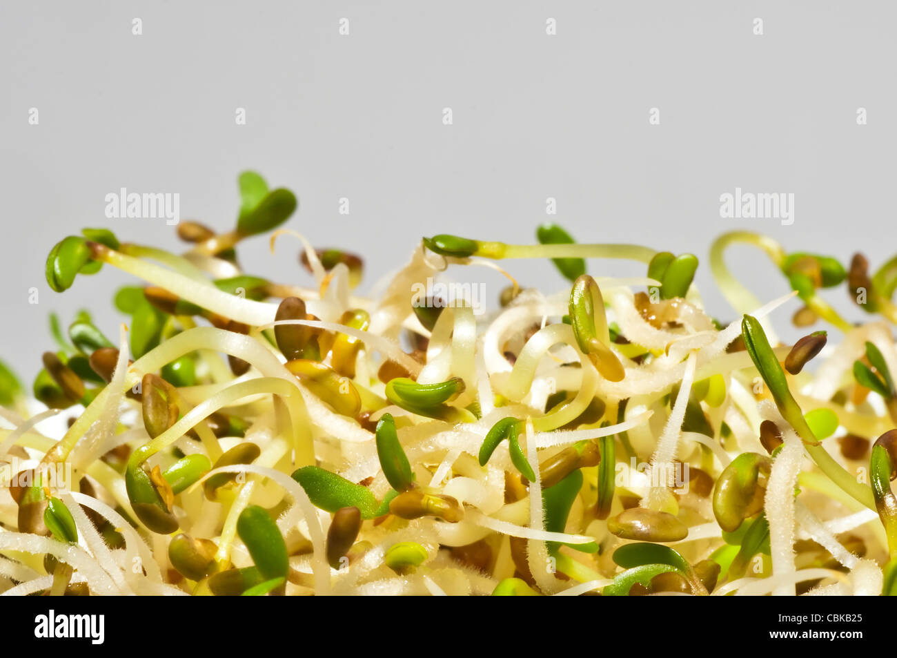 Sprouts germ hi-res stock photography and images - Alamy