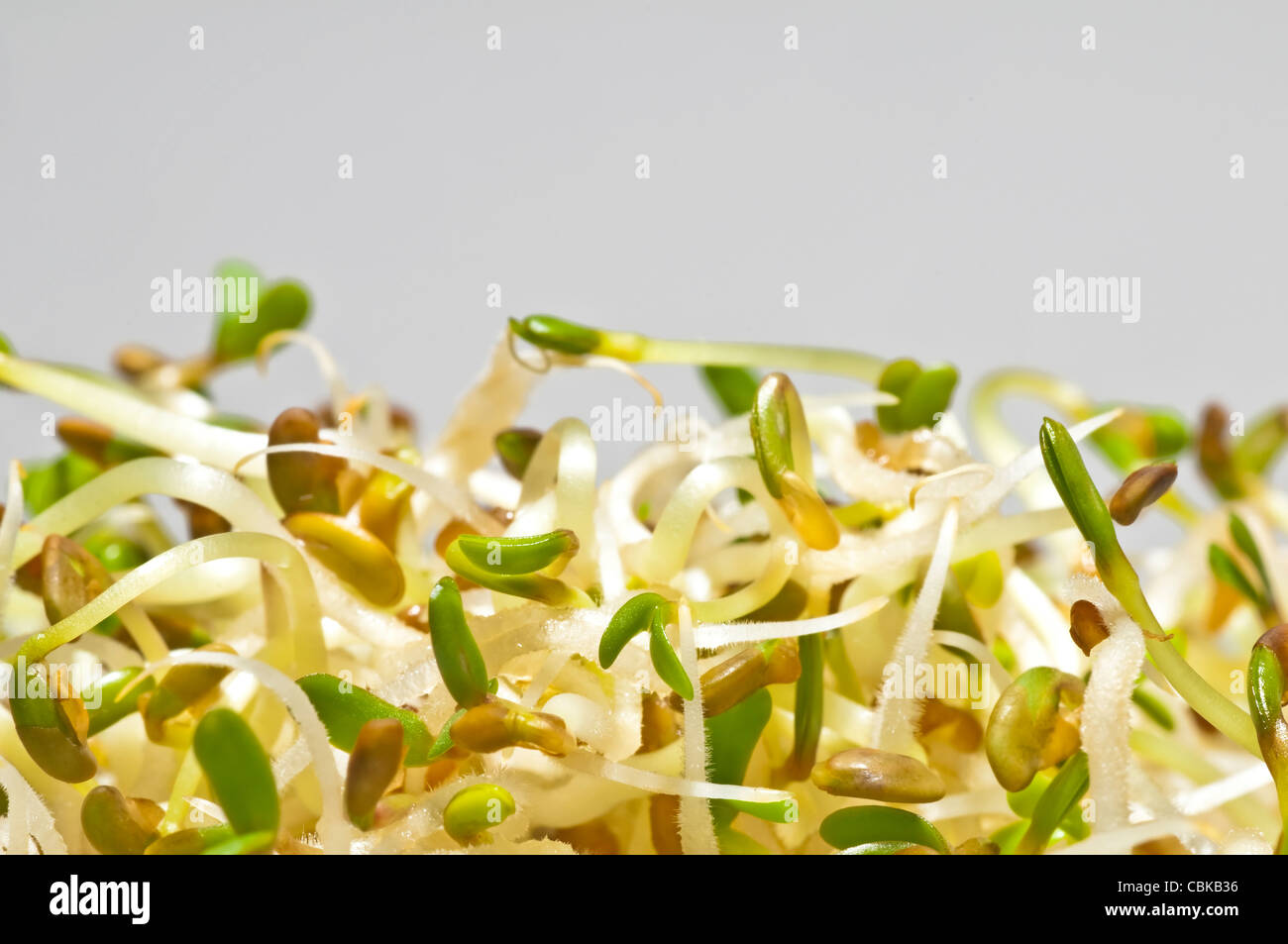 Sprouts germ hi-res stock photography and images - Alamy