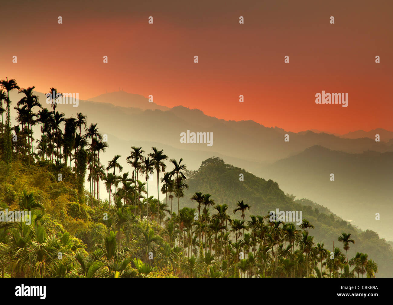 The Ping Lang Palms are over-shadowed by the mountain tops of Taiwan ...