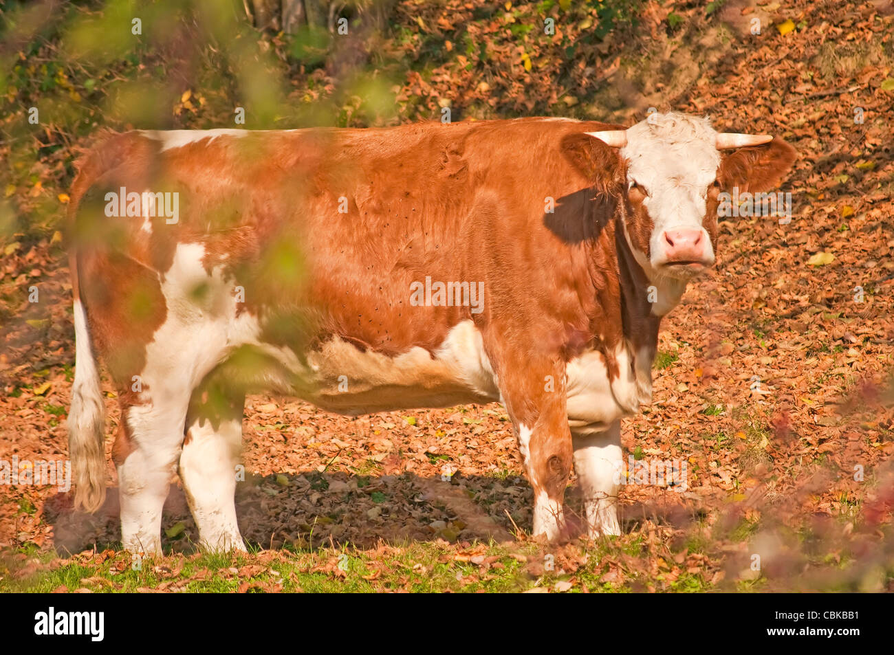 cow in autumn Stock Photo - Alamy