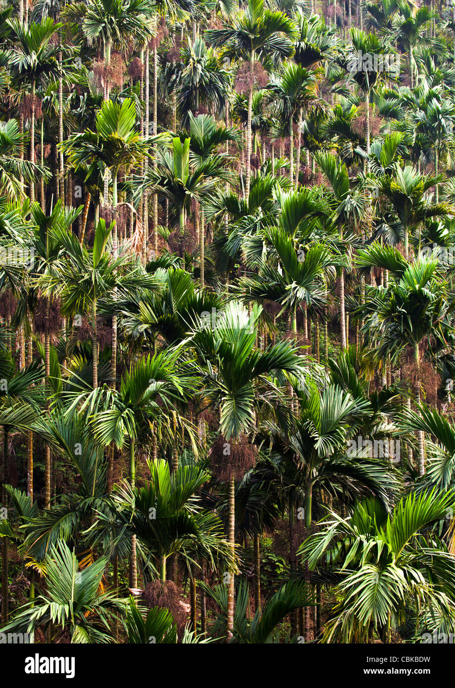 Lang ping hi-res stock photography and images - Alamy