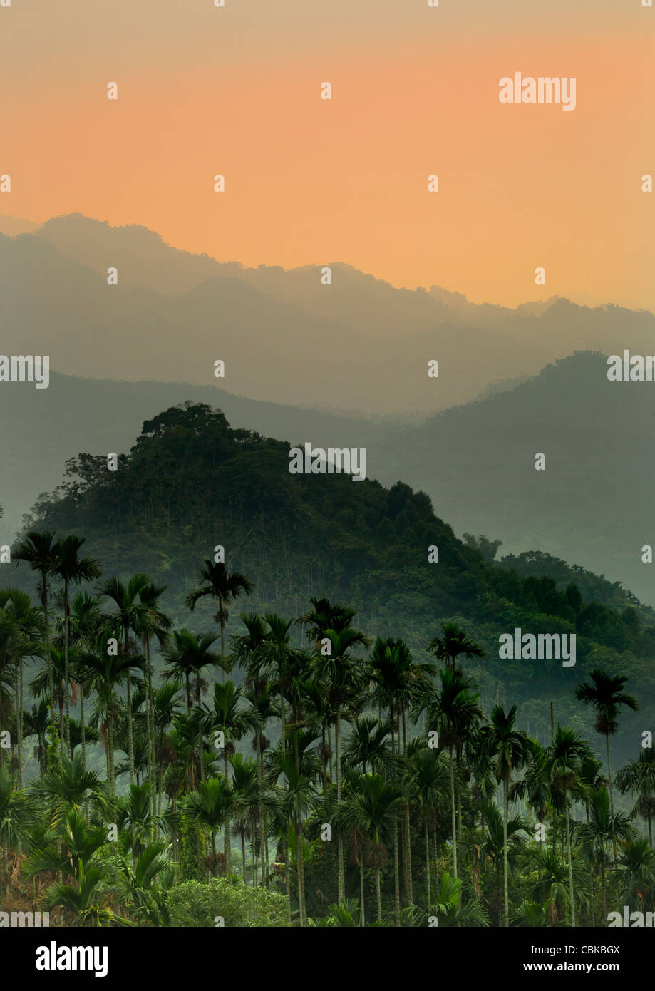 The Ping Lang Palms are over-shadowed by the mountain tops of Taiwan ...