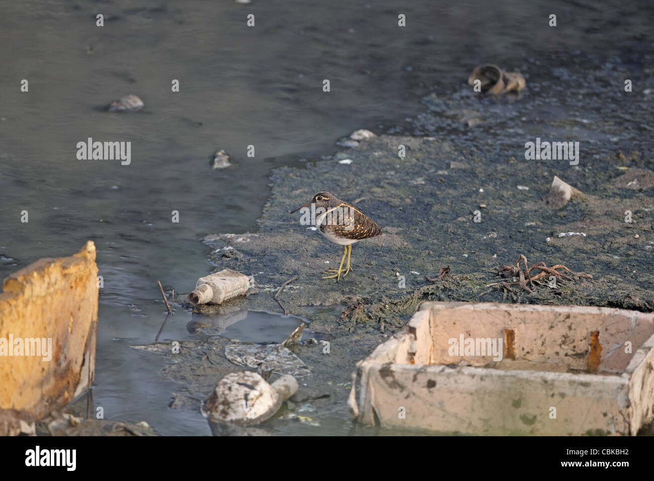 Greater Painted Snipe (Rostratula benghalensis Stock Photo - Alamy