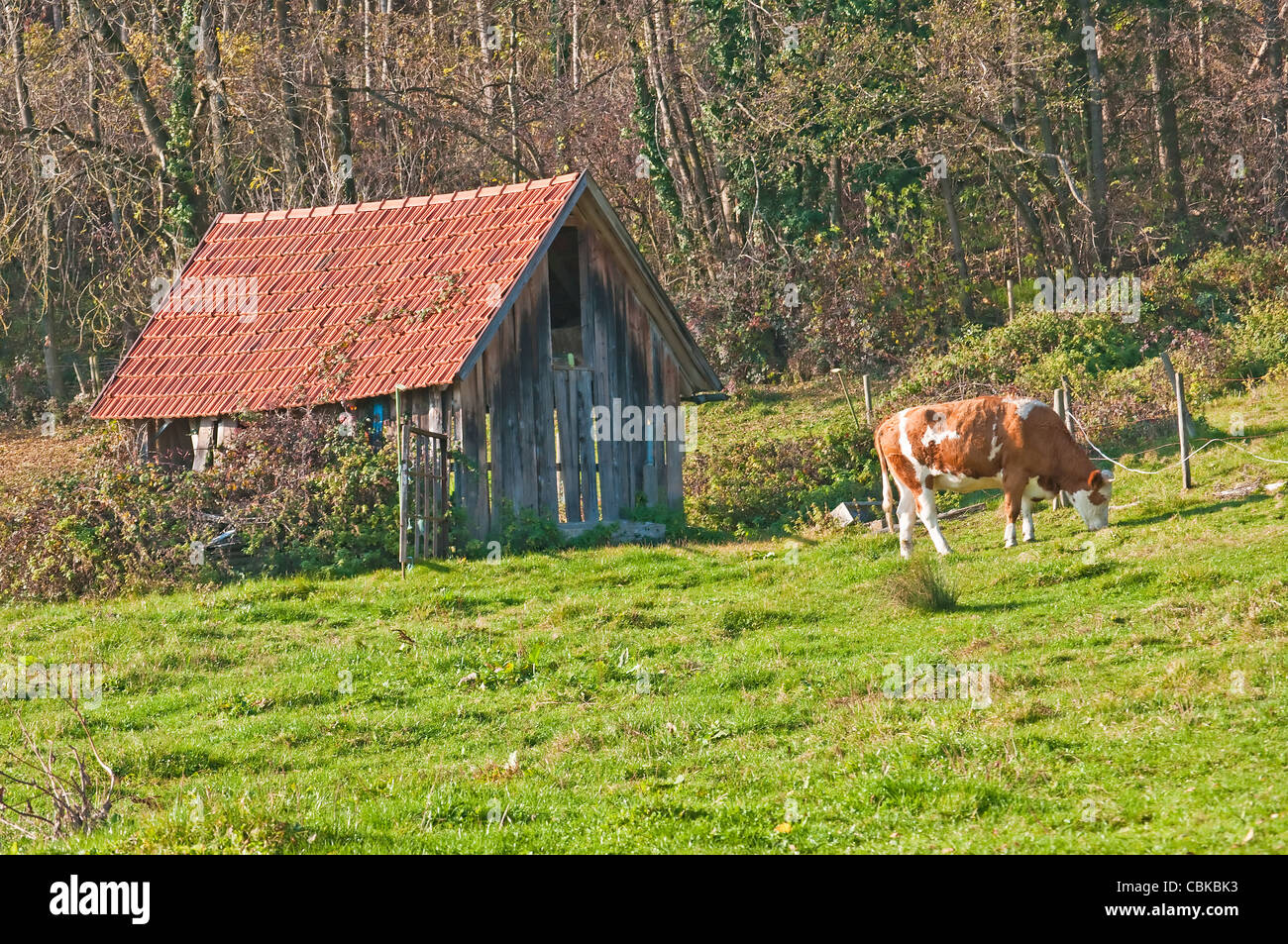 Old cow barn hi-res stock photography and images - Alamy