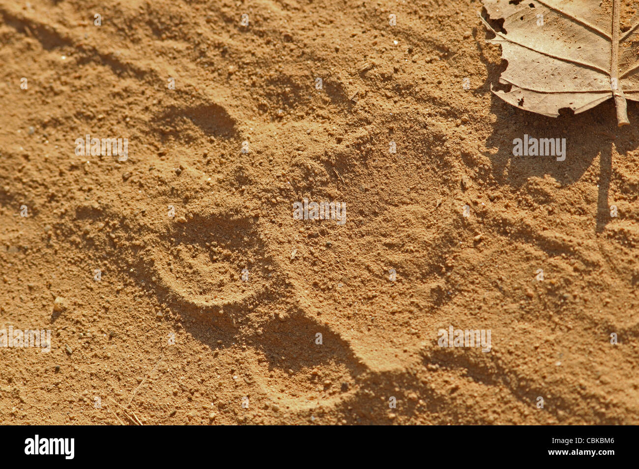 Tiger Feet High Resolution Stock Photography and Images - Alamy