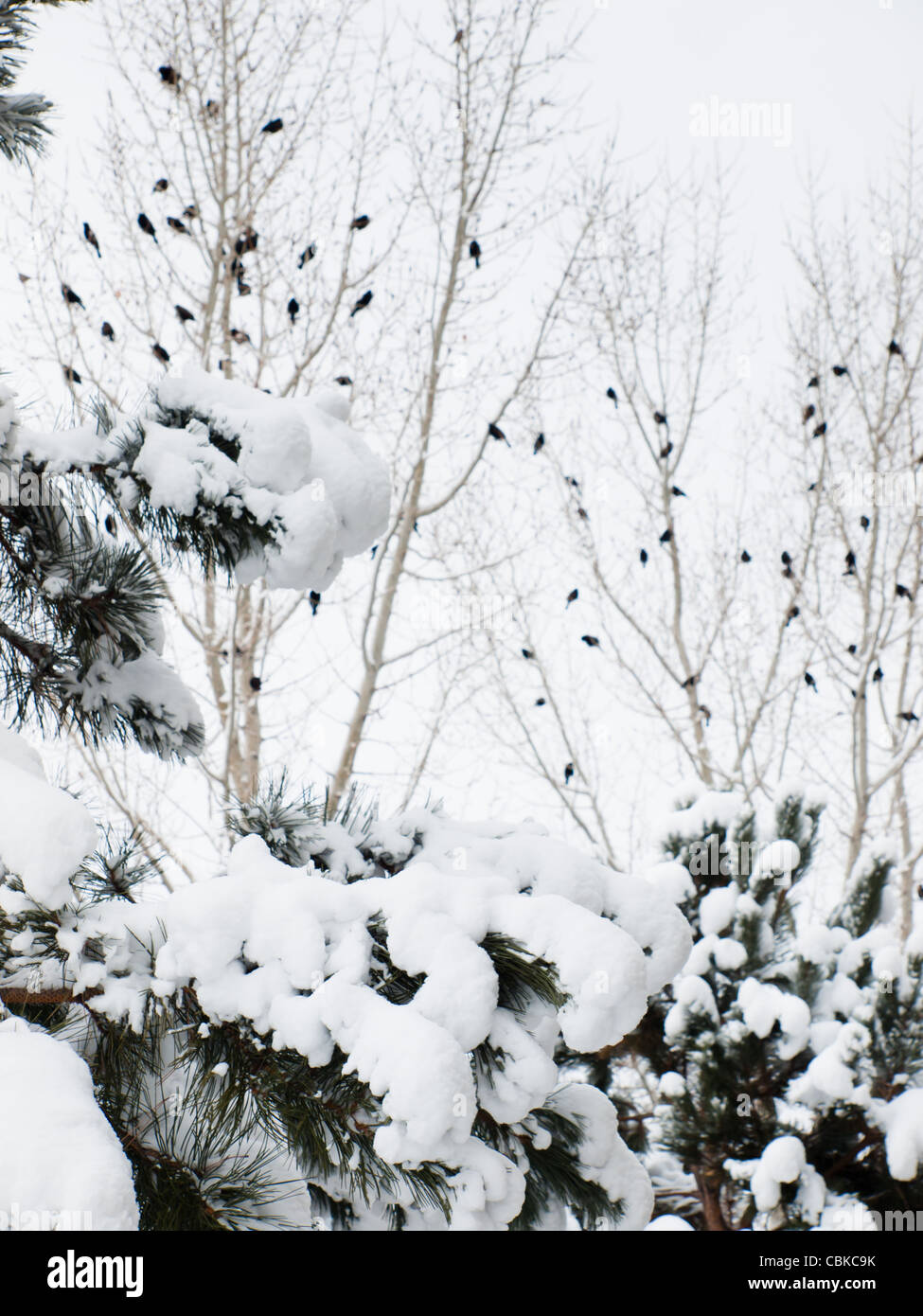 Birds on the tree in winter Stock Photo - Alamy