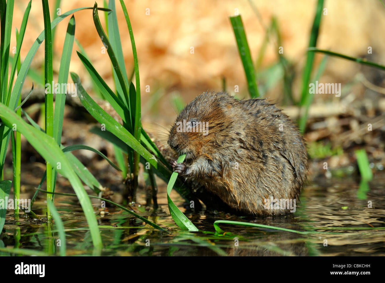 Food for water voles hi-res stock photography and images - Alamy