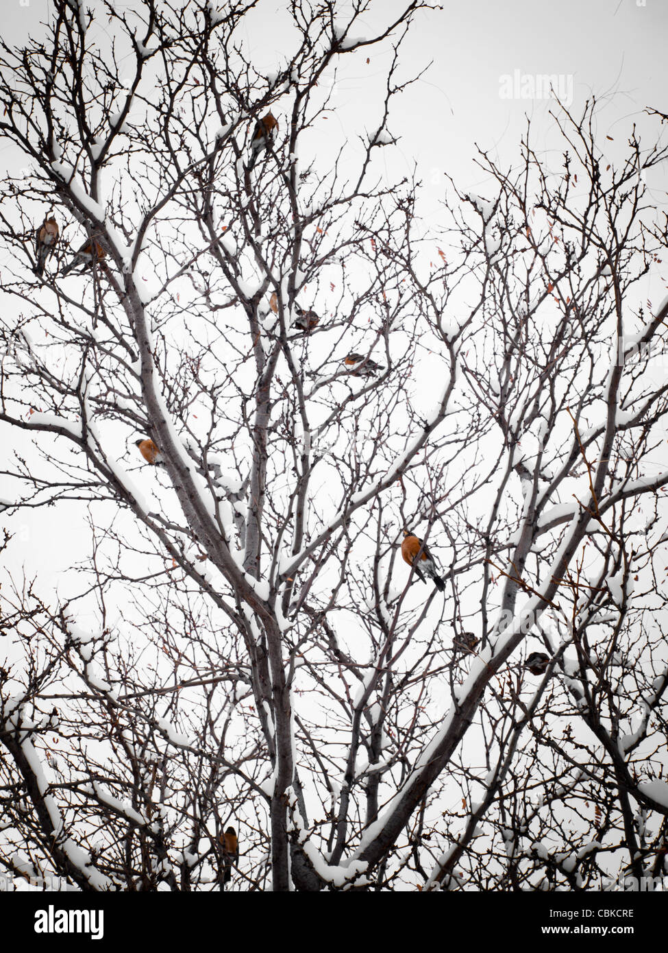 Birds in a snow tree Stock Photo - Alamy
