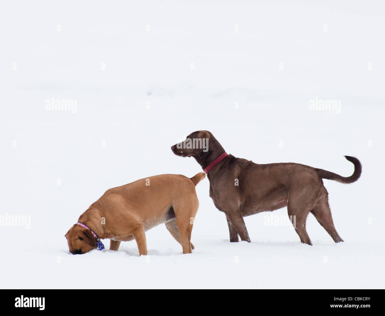 Two dogs playing in the snow Stock Photo - Alamy