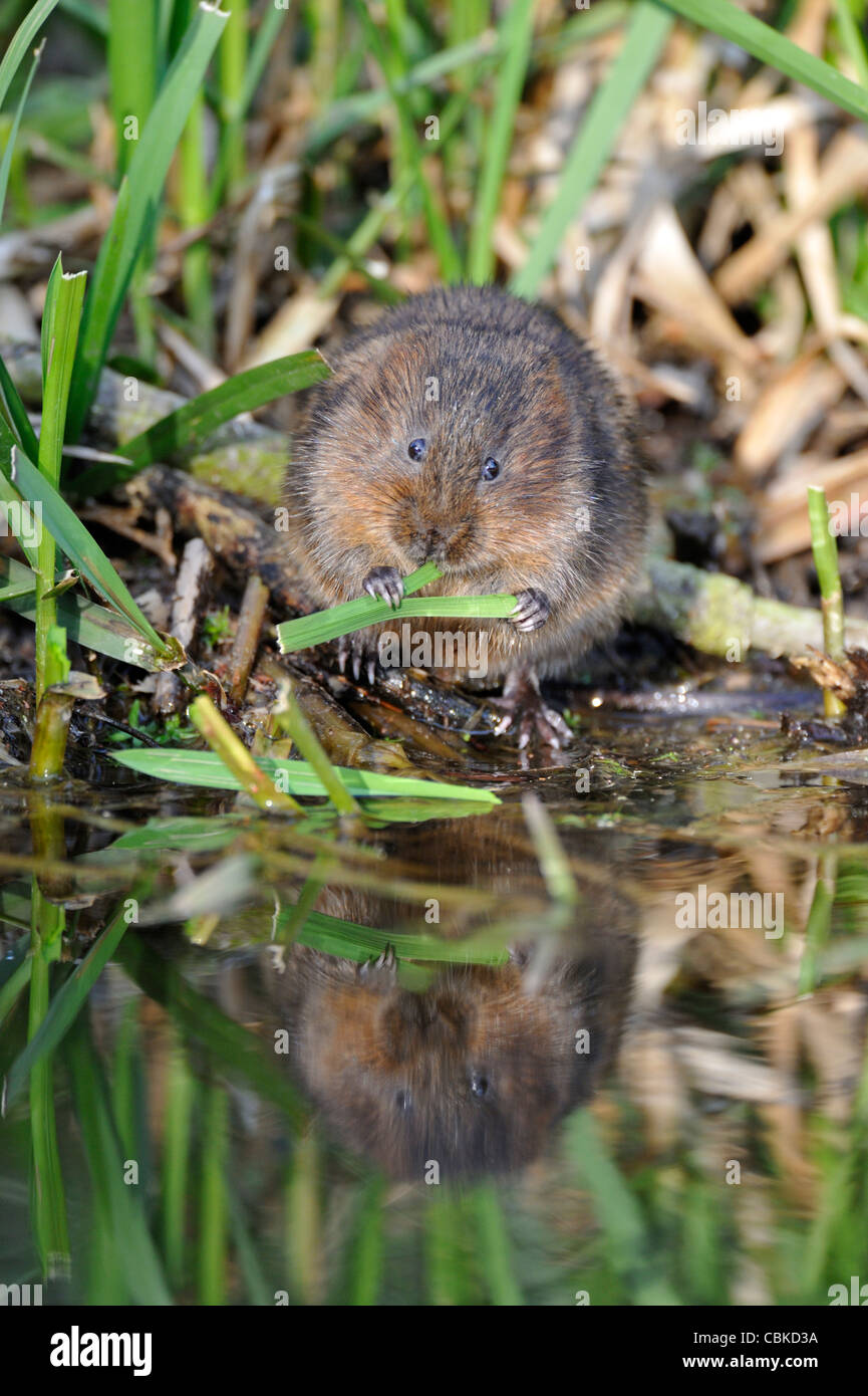 Holding water vole hi-res stock photography and images - Alamy