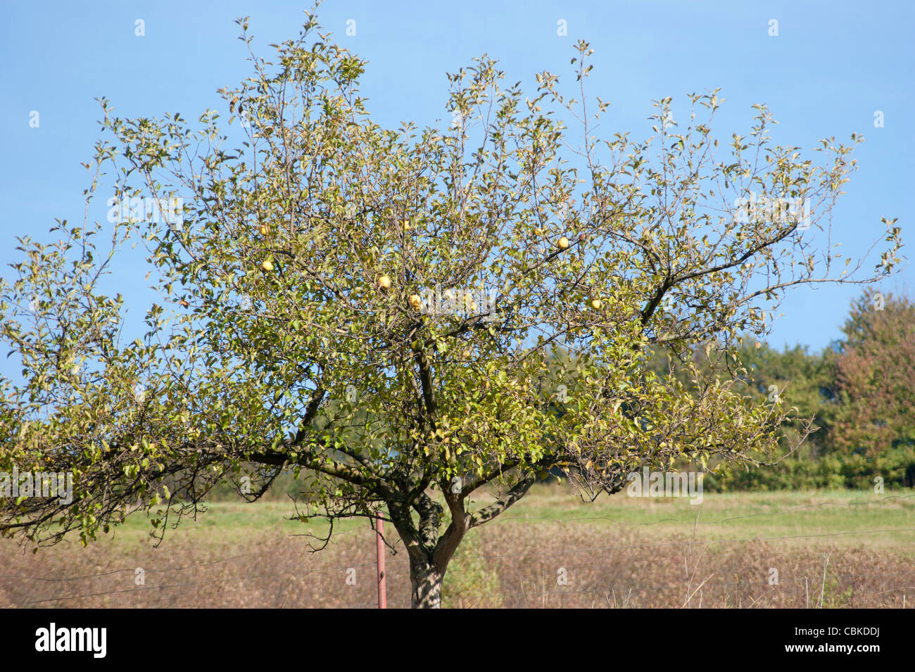Apple tree autumn hi-res stock photography and images - Alamy