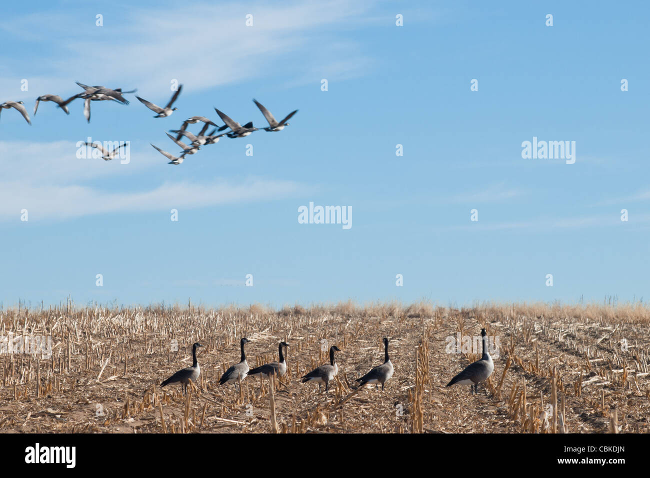 Canada geese feeding on the empty corn field Stock Photo - Alamy