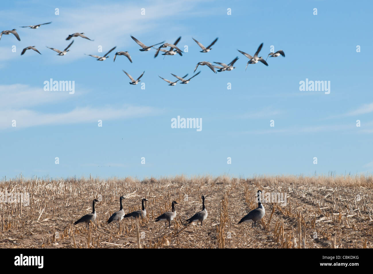 Canada geese feeding on the empty corn field Stock Photo - Alamy