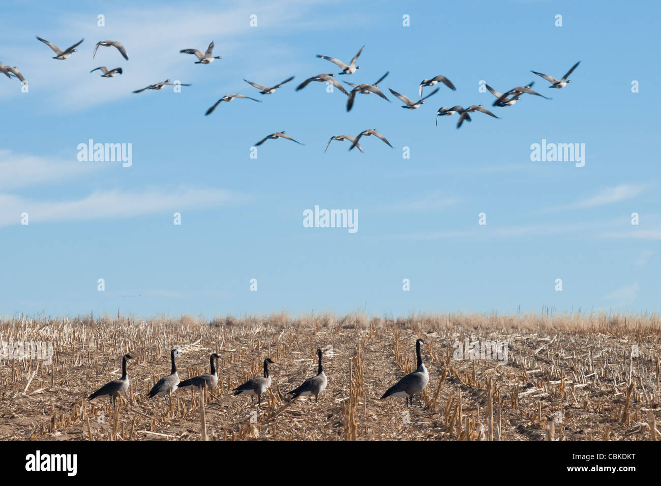 Canada geese feeding on the empty corn field Stock Photo - Alamy