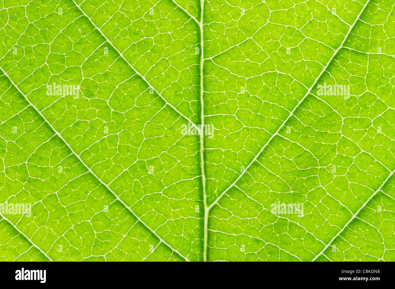 structure of leaf natural background Stock Photo - Alamy