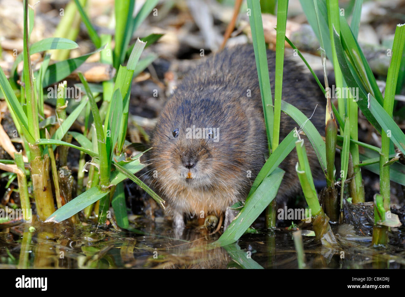Water vole (Arvicola amphibius Stock Photo - Alamy