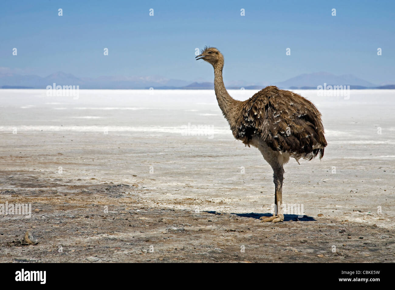 White Rhea High Resolution Stock Photography and Images - Alamy