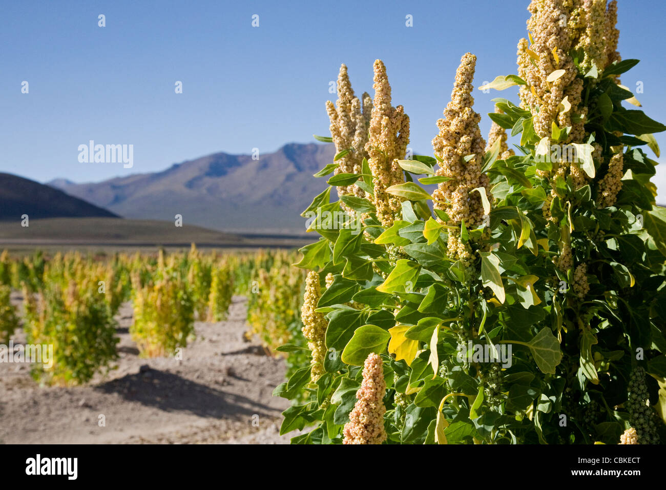 Quinoa plant hi-res stock photography and images - Alamy