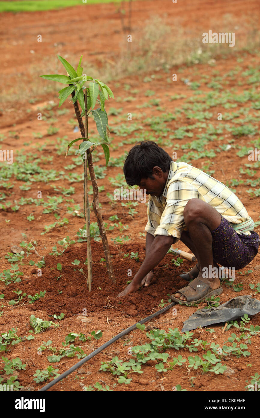 Indian man planting a small mango tree Andhra Pradesh South India Stock ...