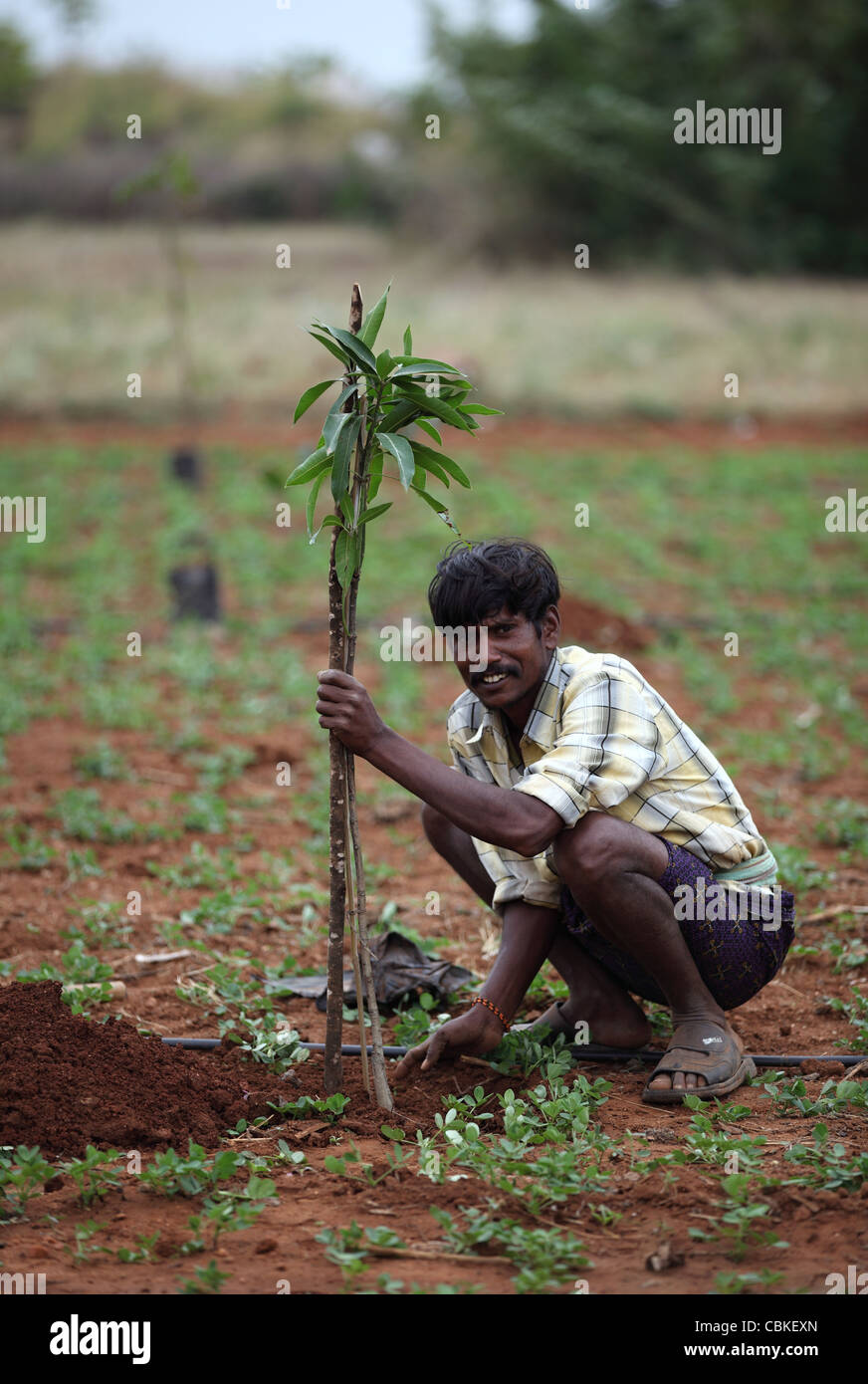 Indian man planting a small mango tree Andhra Pradesh South India Stock ...