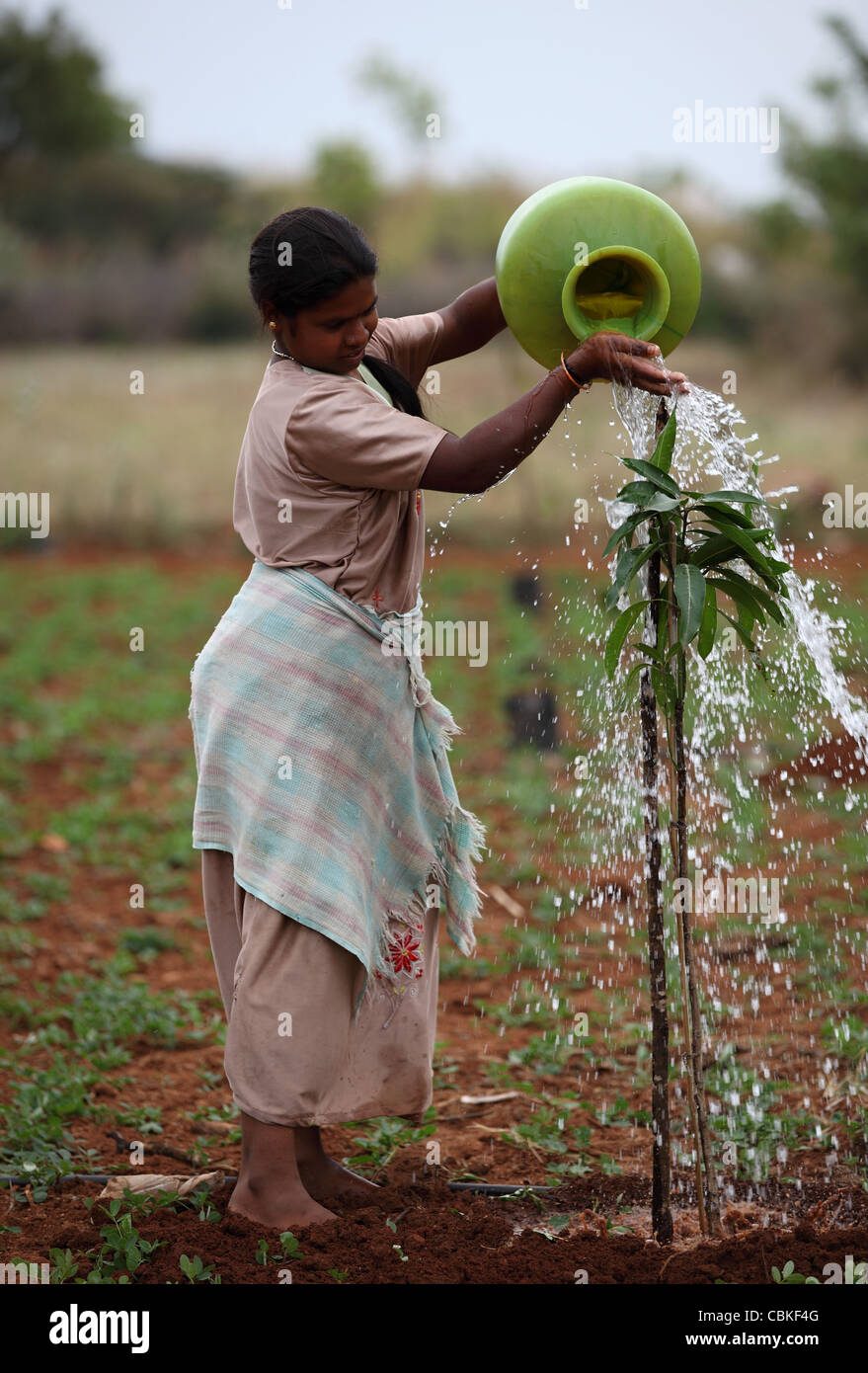 Indian woman watering a freshly planted mango tree Andhra Pradesh South ...