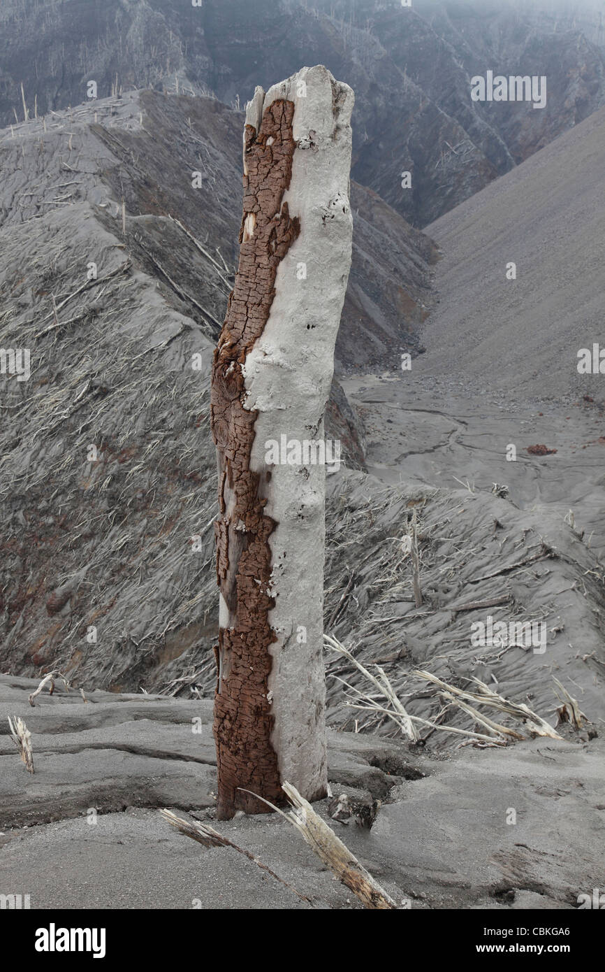Remains of tree with bark stripped off at side facing volcano in forest ...