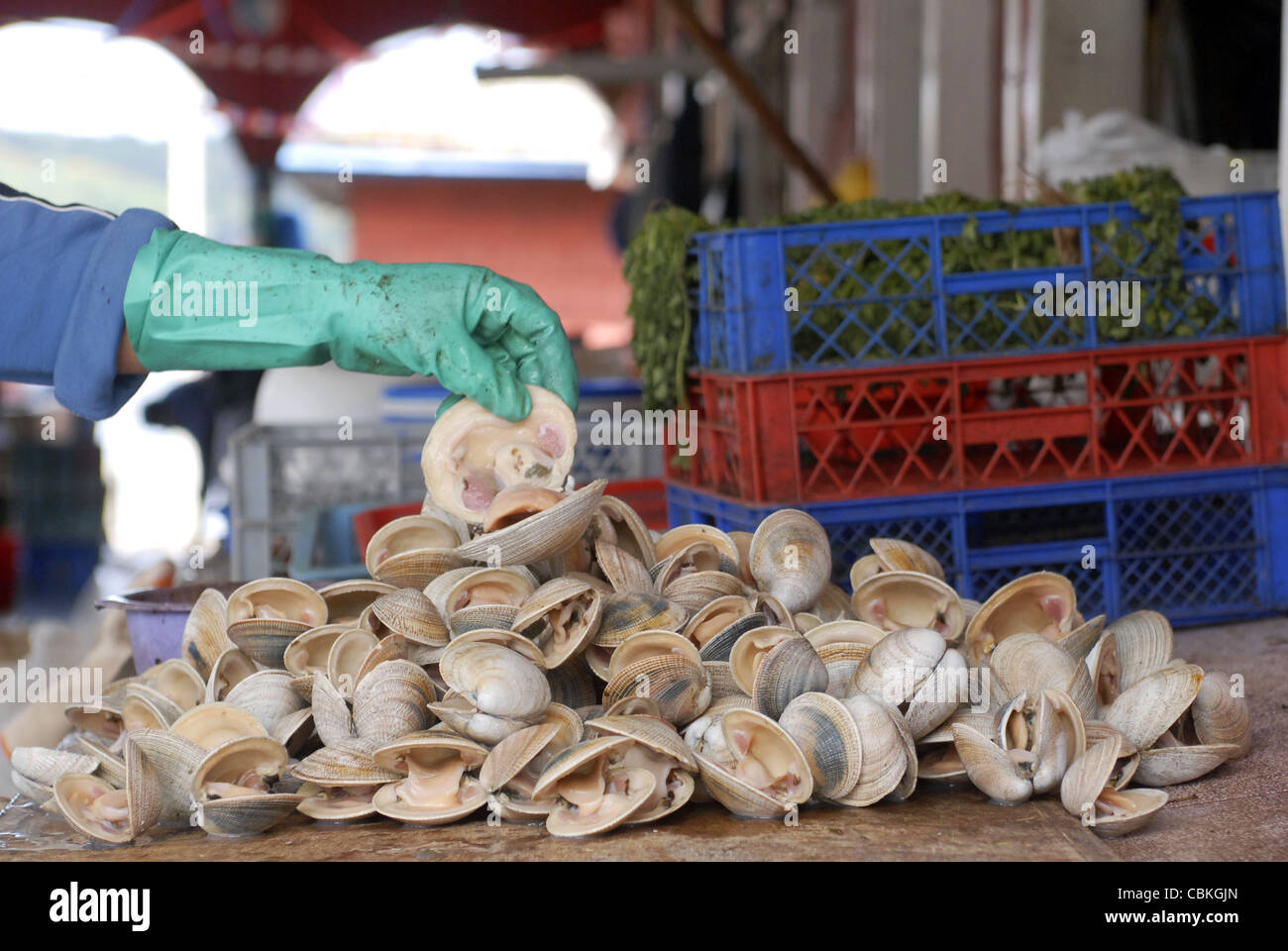 Person cleaning clams at the market of Castro. Chiloe Island, Lake's ...