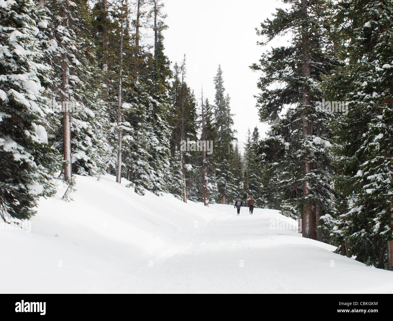 Snowy winter scene high in the mountain. Colorado Rocky Mountains USA ...