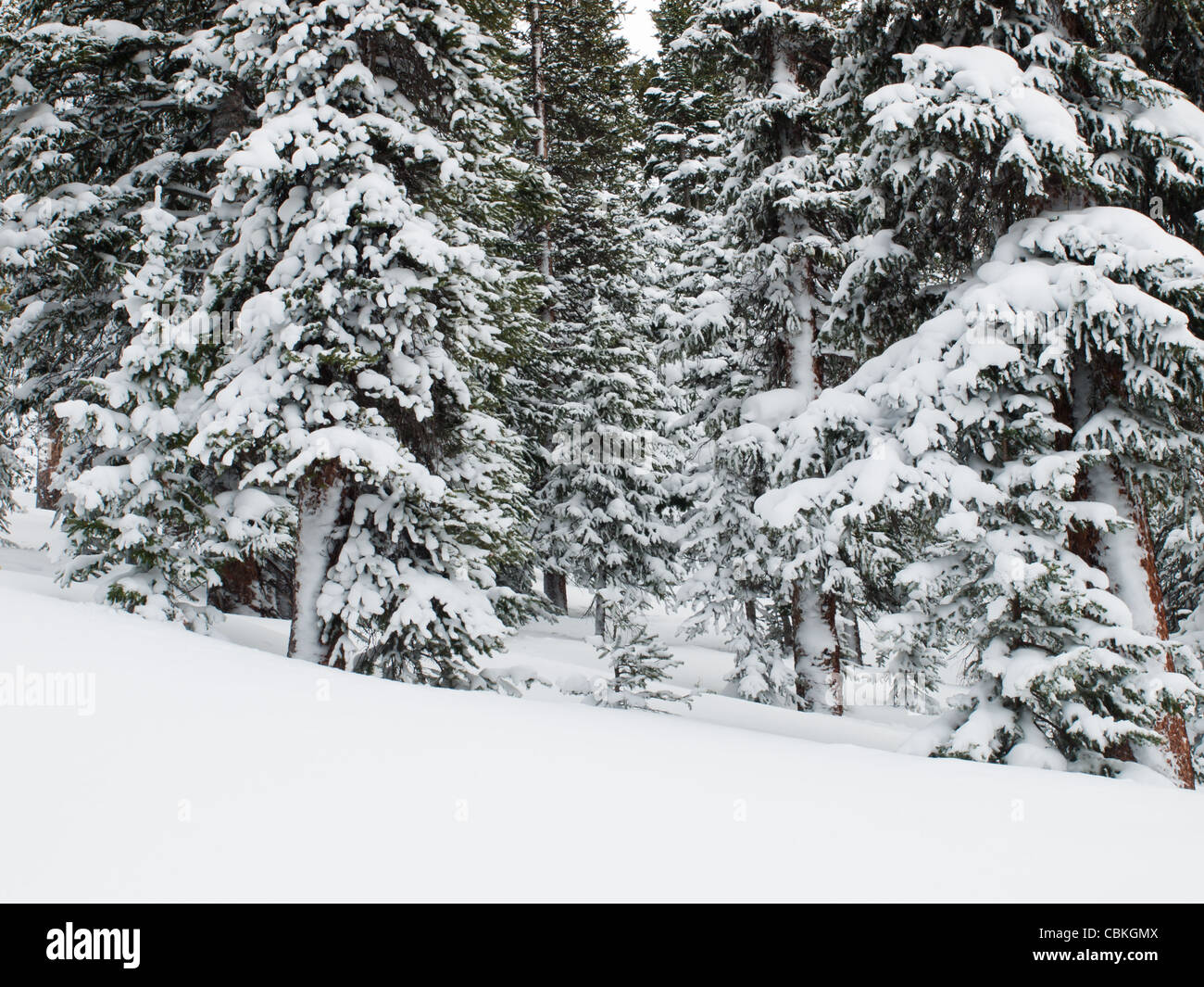 Snowy winter scene high in the mountain. Colorado Rocky Mountains USA ...