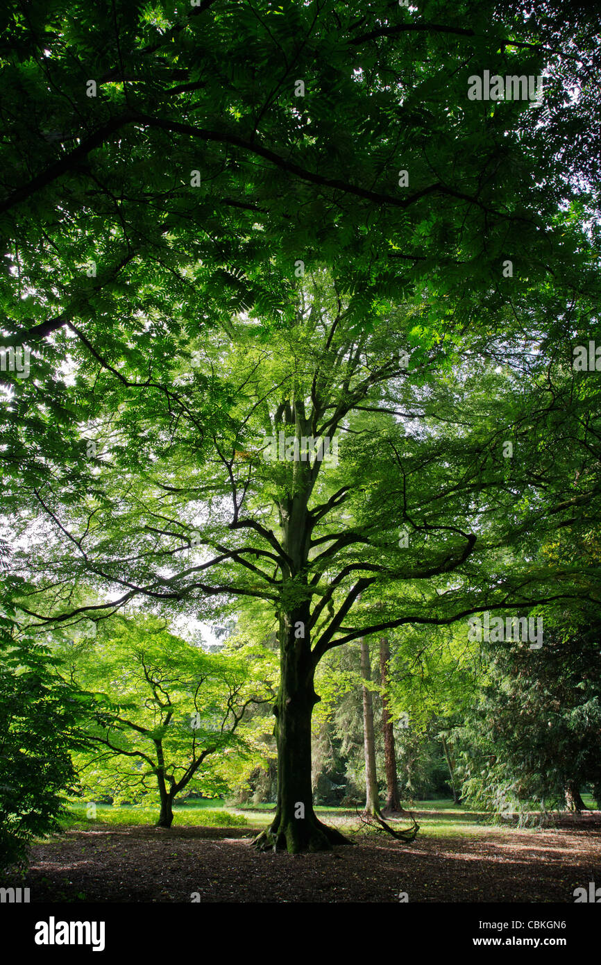 Magnificent oak tree in Silk Wood, part of the National Arboretum at ...