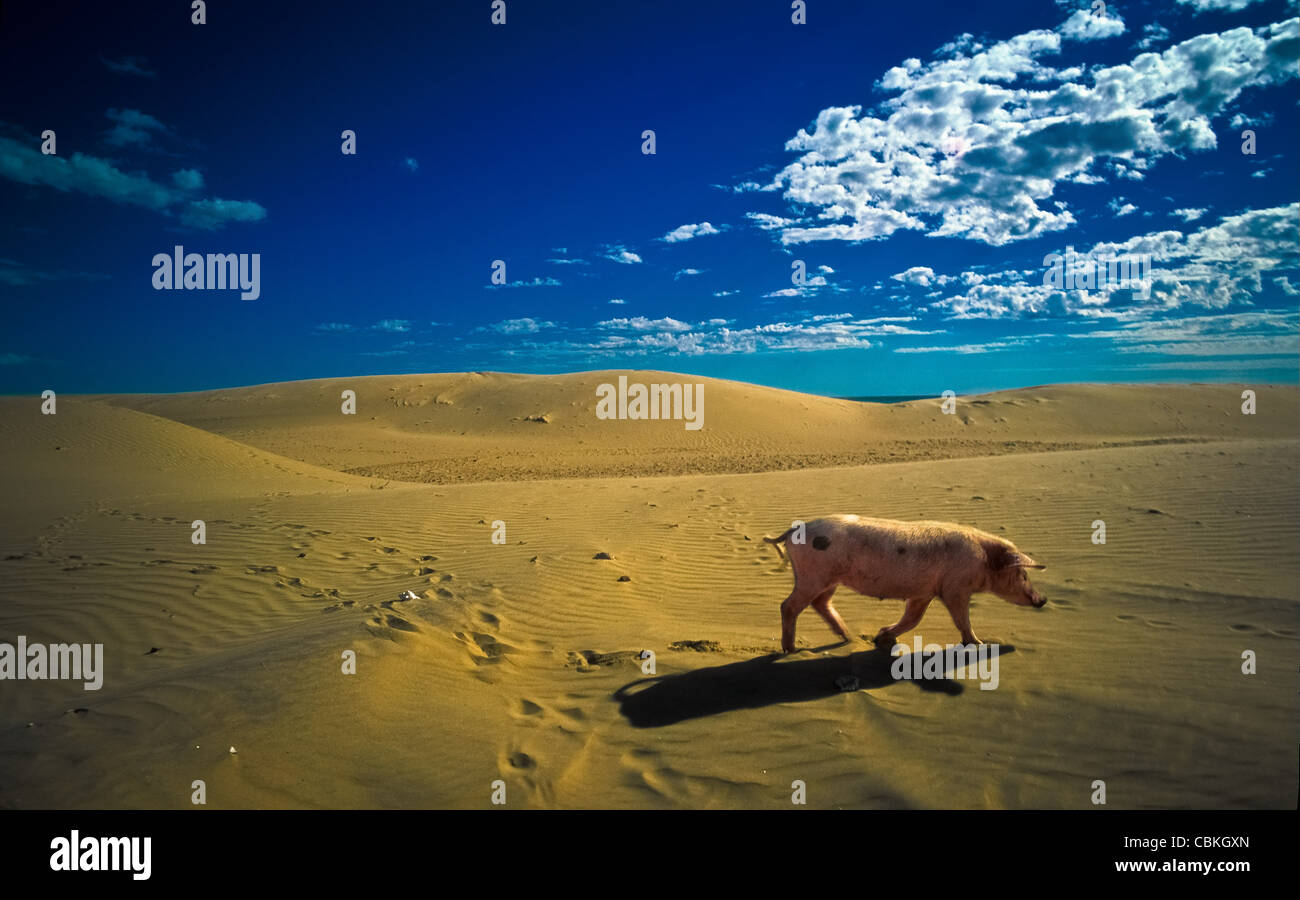 Turpein & Lez-art, Pig style Shot , Migrant Desert pig , Madagascar ...