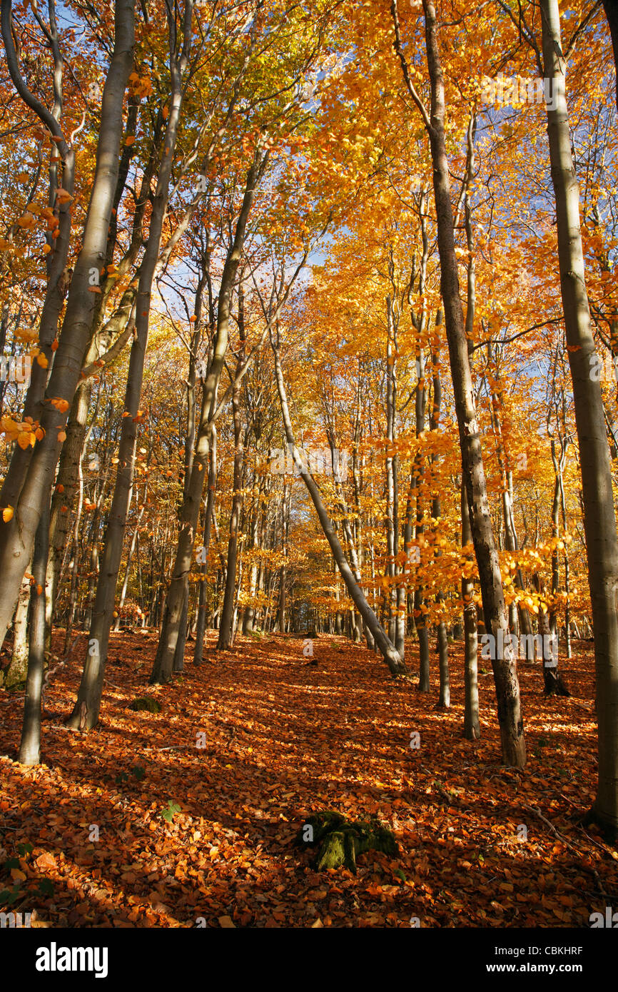 Rows of sunlit trees in an autumn forest Stock Photo - Alamy