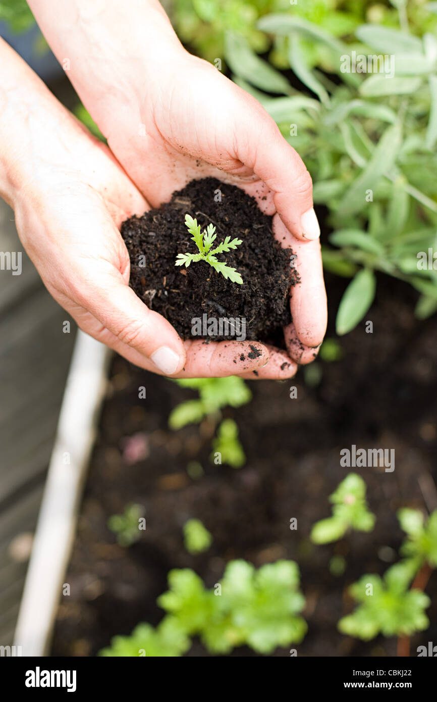 Seedling anatomy hi-res stock photography and images - Alamy