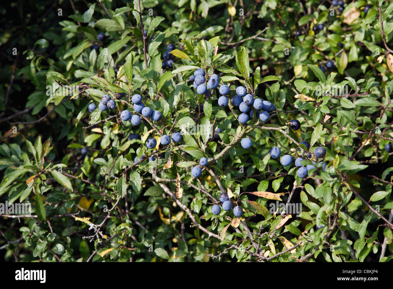 sloe berries (prunus spinosa) in a hedgrow Stock Photo - Alamy