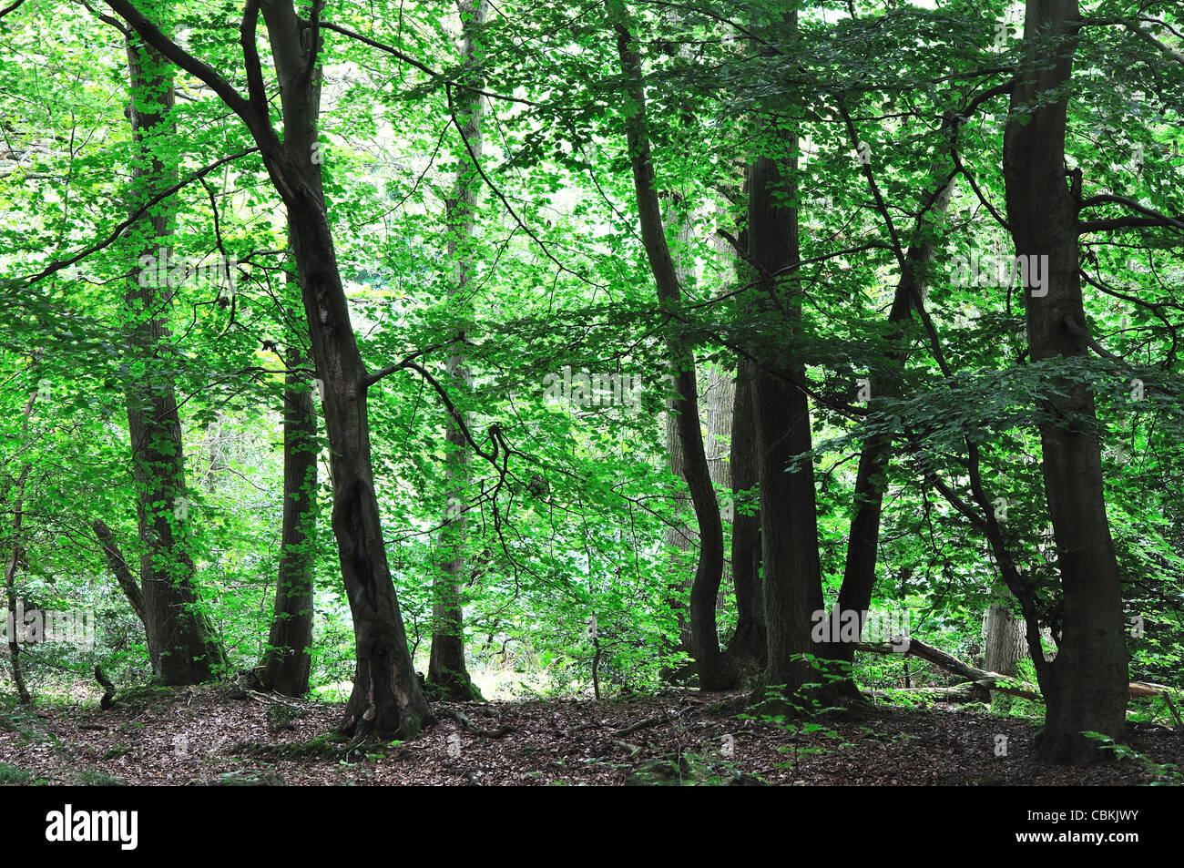 Nettlebed common oxfordshire hi-res stock photography and images - Alamy
