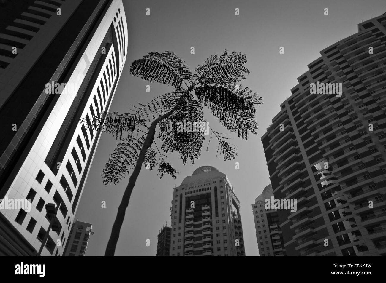 Doha , Qatar The Tree and its Neighbours, Shoots of trees in the middle ...