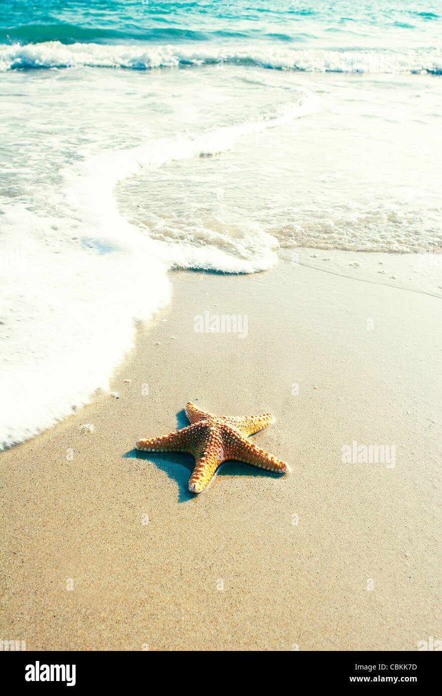 Starfish washed up on a sandy beach Stock Photo - Alamy