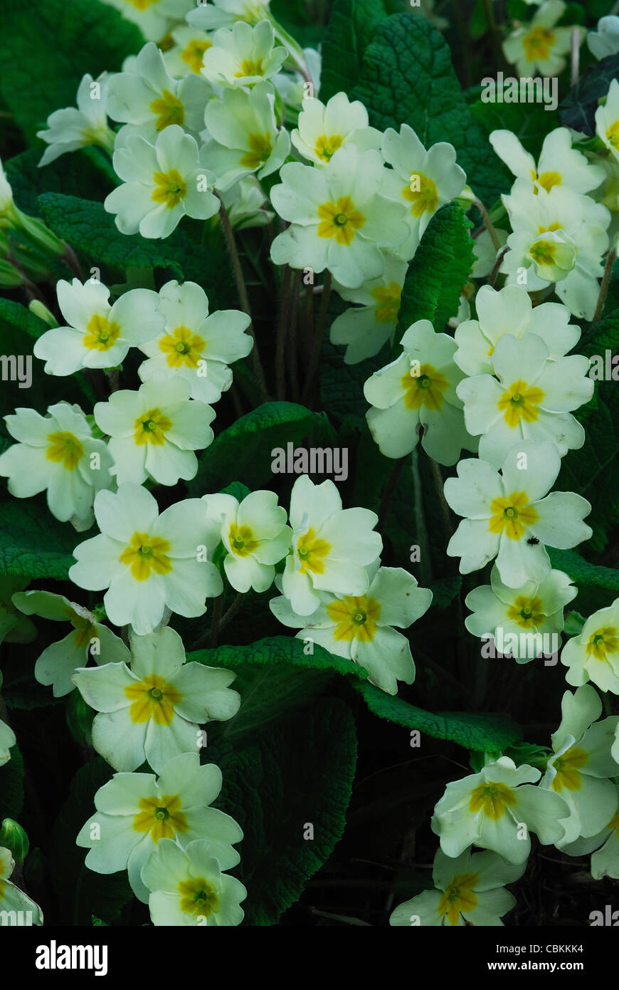 Spring bank hi-res stock photography and images - Alamy