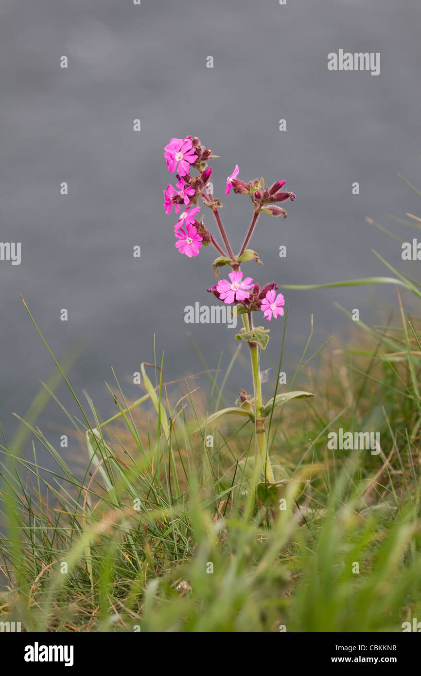 Red Campion Silene dioica plant with flowers on coastal cliffs Stock ...