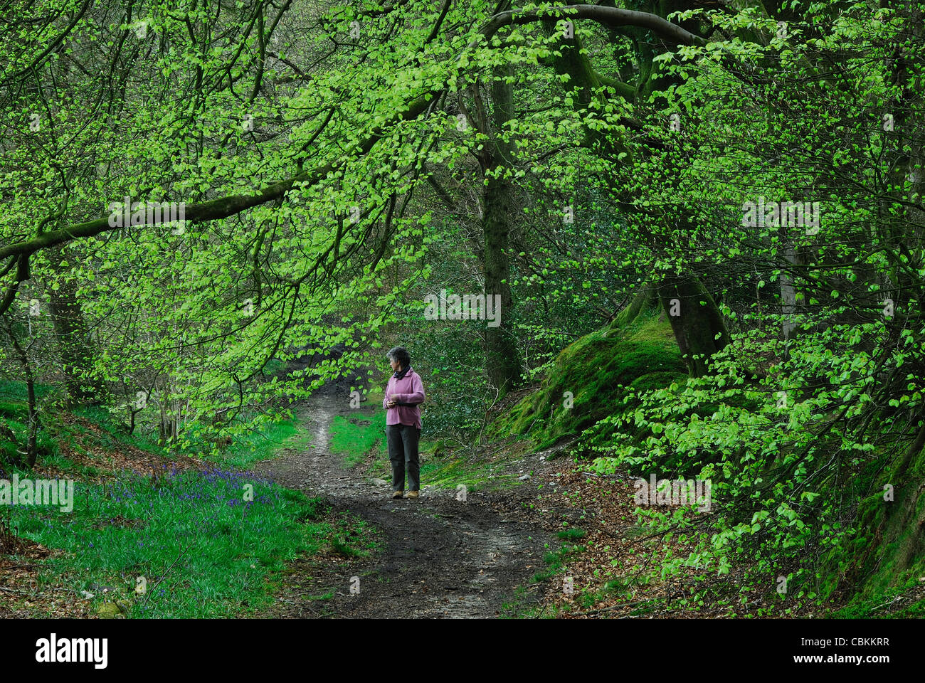 Woodland track hi-res stock photography and images - Alamy