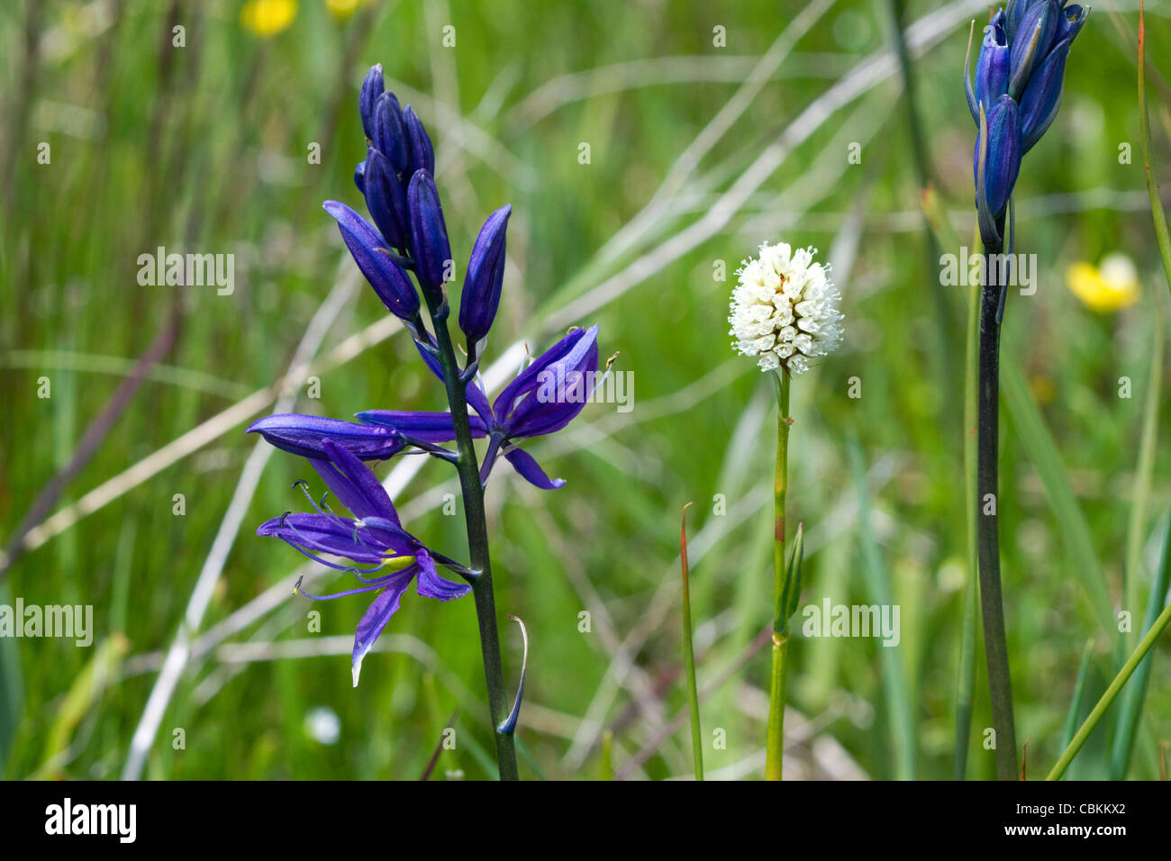 Camassia quamash, also known as Small Camas flowering perennial herb ...