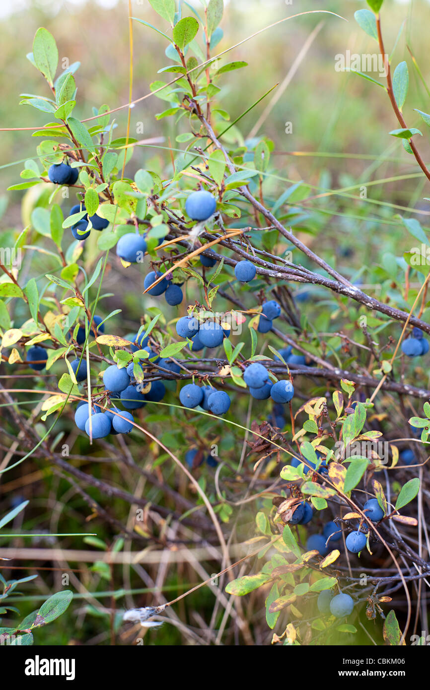 Wild natural blueberries bushes in wood Stock Photo - Alamy
