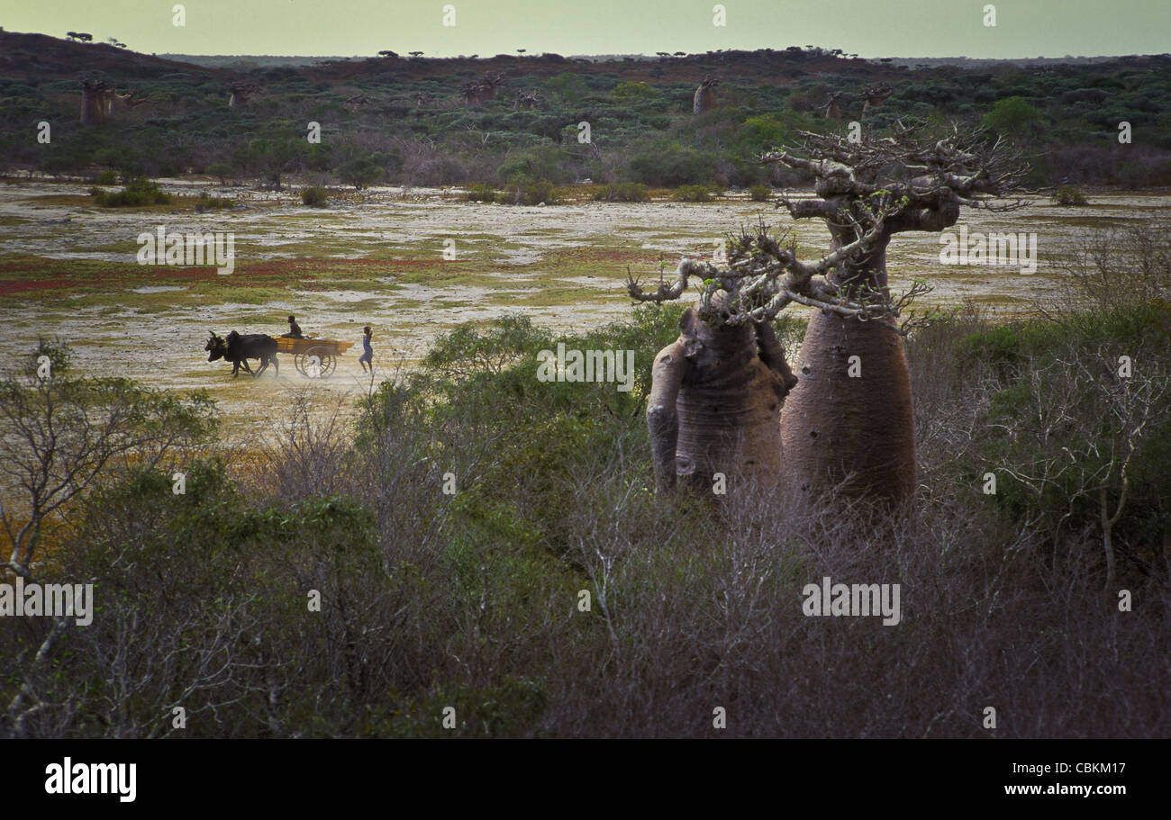The Tree and its Neighbours Madagascar, Mikeas forest in Madagascar ...
