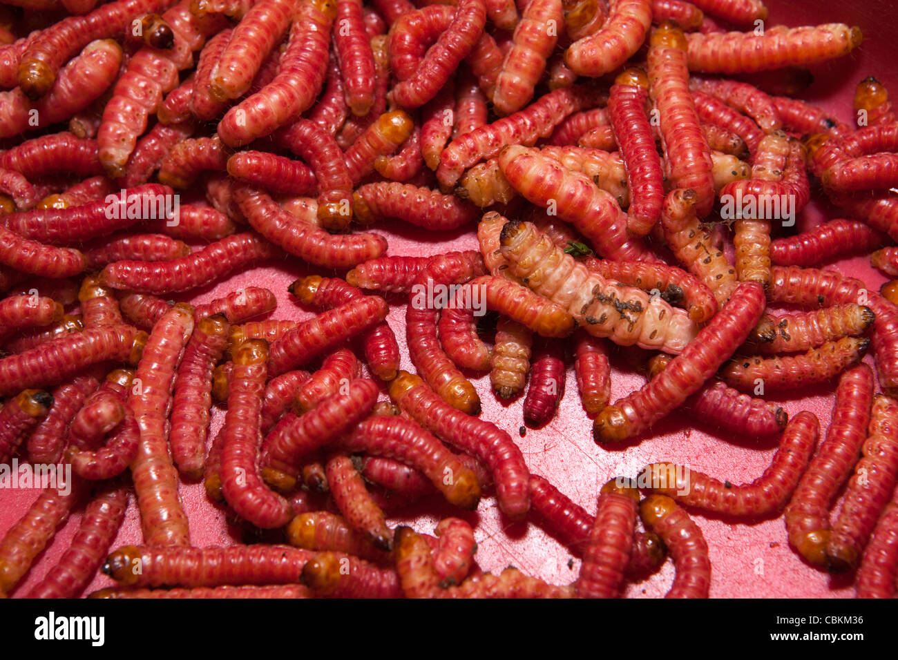 India, Nagaland, Kohima market, live red Lungu grubs for sale in Super ...