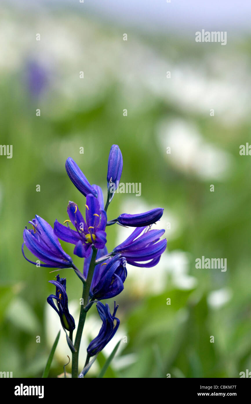 Camassia quamash, also known as Small Camas flowering perennial herb ...