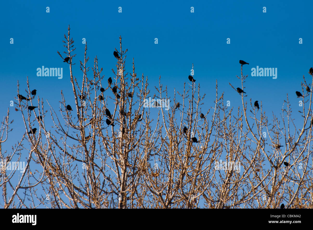 Robin flock hi-res stock photography and images - Alamy