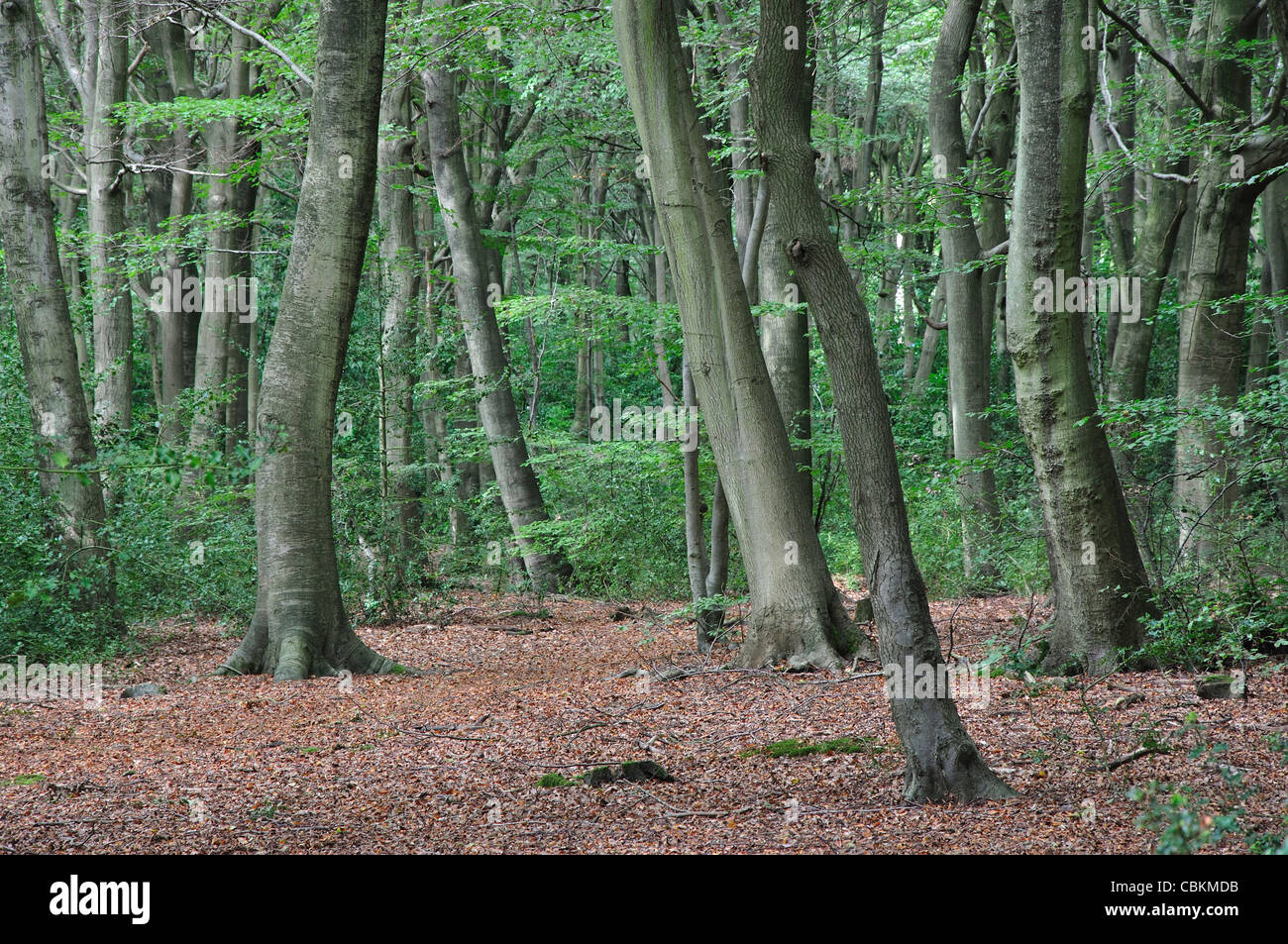 Stoke row wood hi-res stock photography and images - Alamy