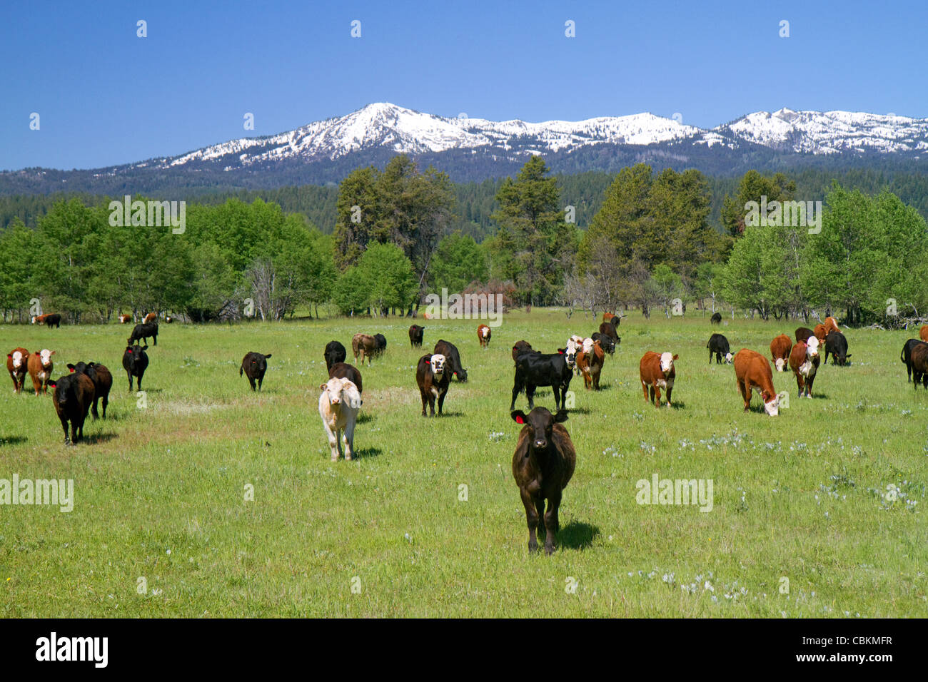 Idaho cattle ranch hi-res stock photography and images - Alamy